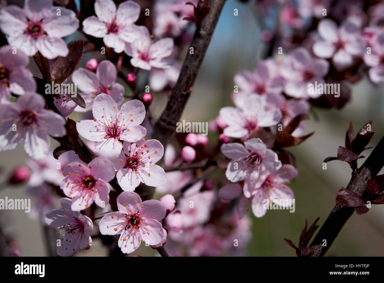 bright blooming tree Stock Photo - Alamy