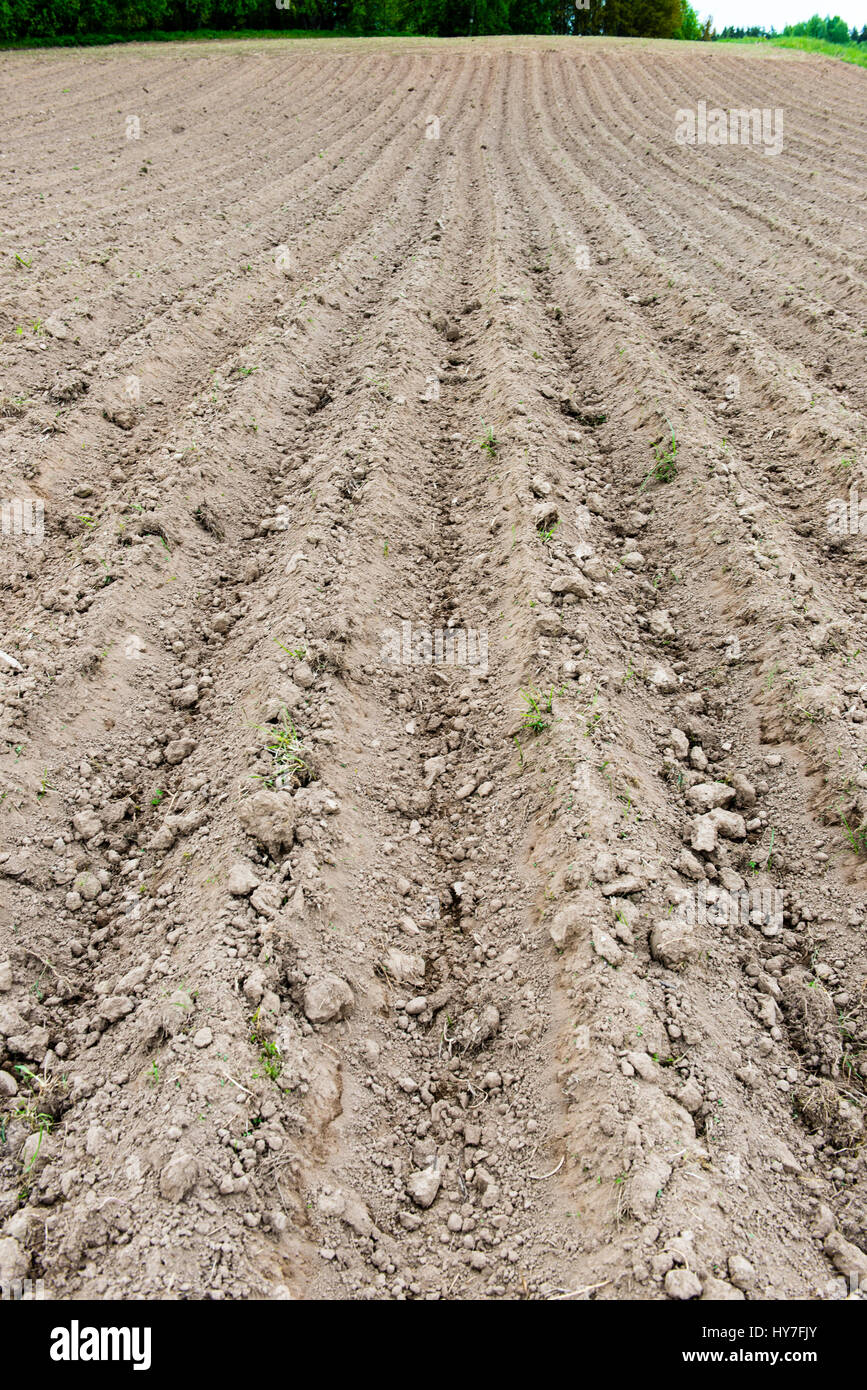 Background of newly plowed field ready for new crops. Ploughed field in ...