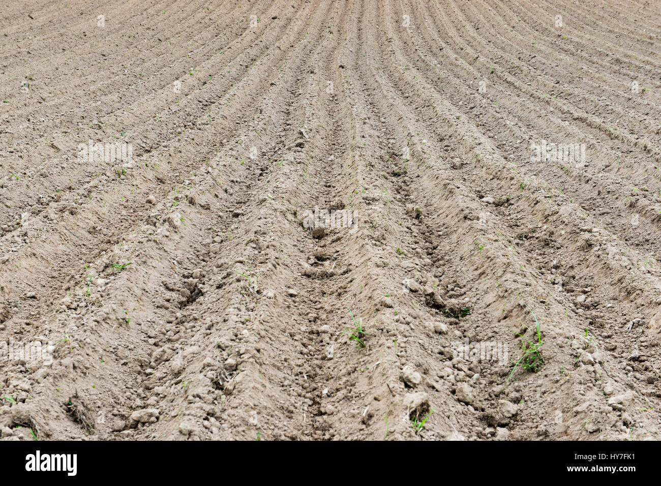 Background of newly plowed field ready for new crops. Ploughed field in ...