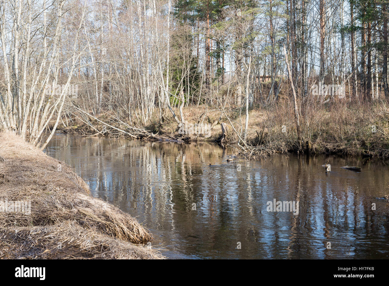 scenic spring colored river in country with trees and reflections Stock ...