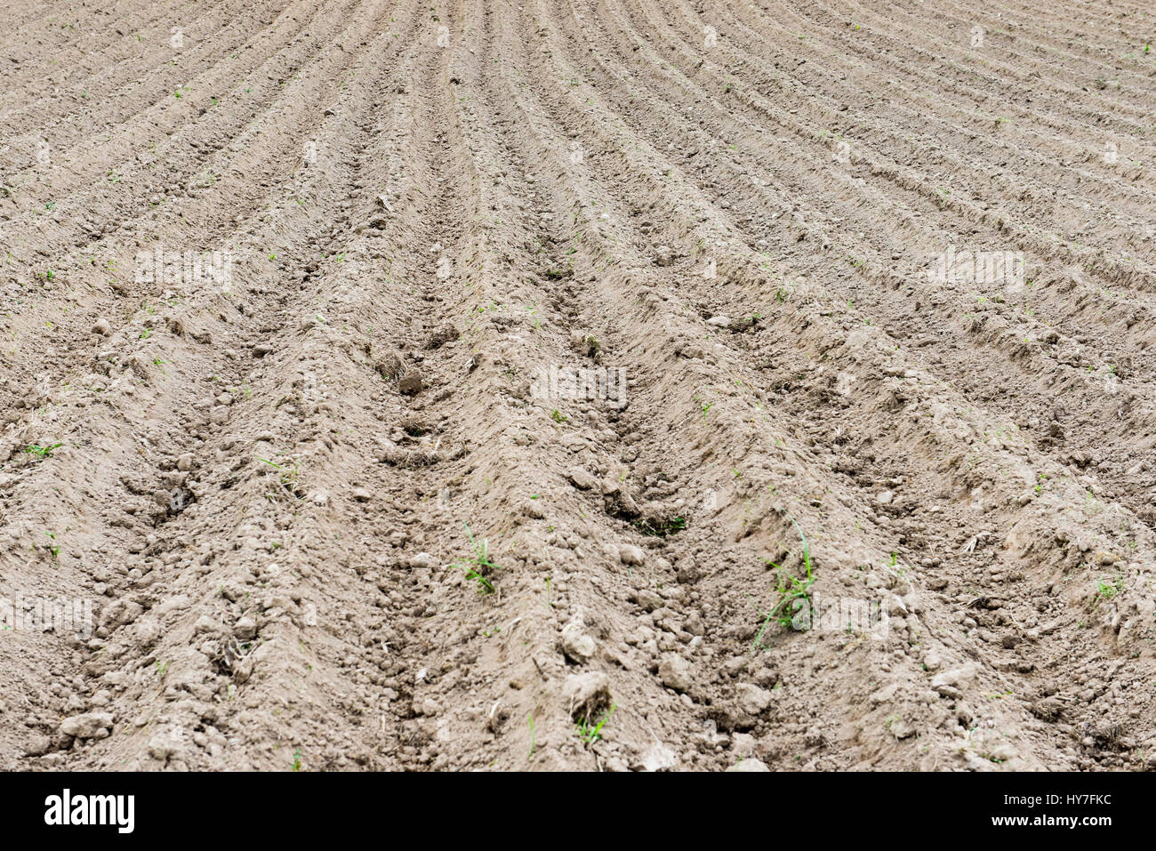 Background of newly plowed field ready for new crops. Ploughed field in ...