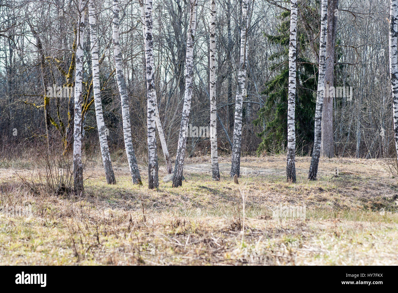 forest textured background of trees and land Stock Photo - Alamy