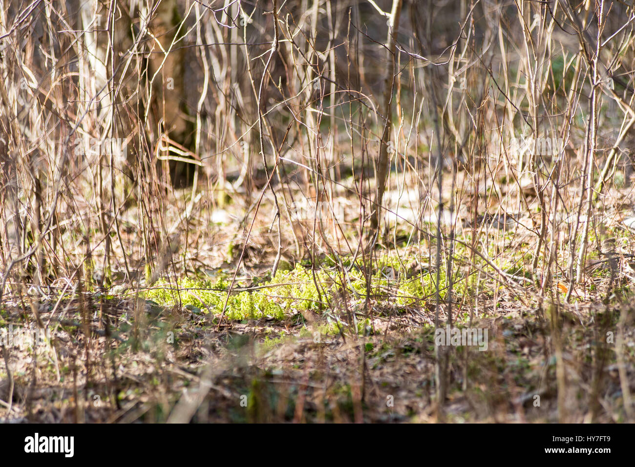 forest textured background of trees and land Stock Photo - Alamy