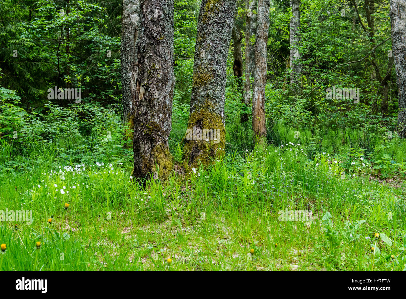 Trunks of trees in green forest with grass and leaves un summer Stock ...