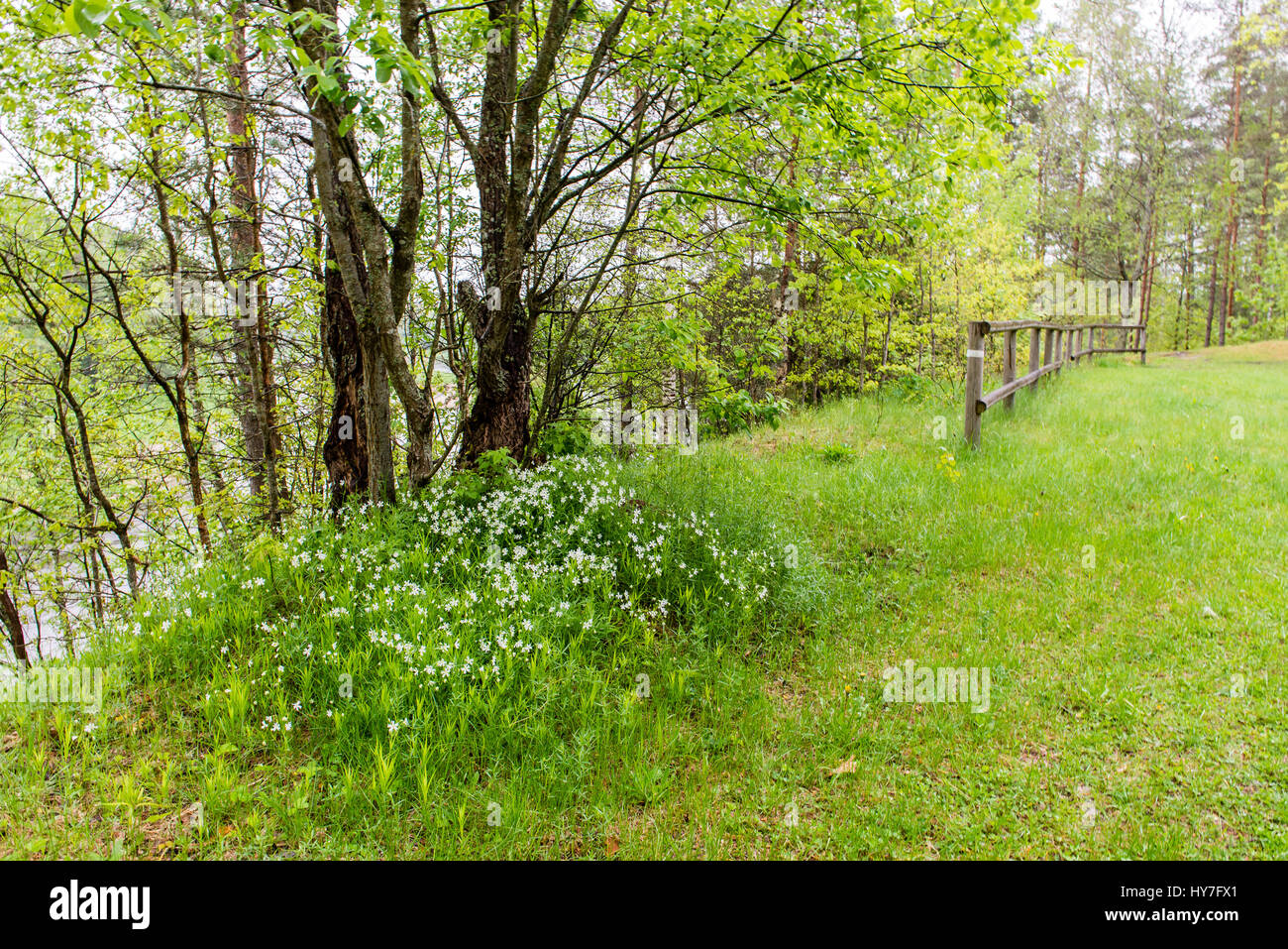 Trunks of trees in green forest with grass and leaves un summer Stock ...