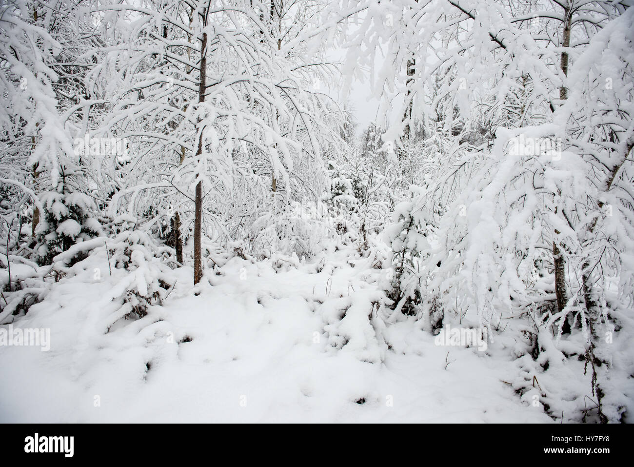 Winter park in cold morning with snow and some trees Stock Photo - Alamy