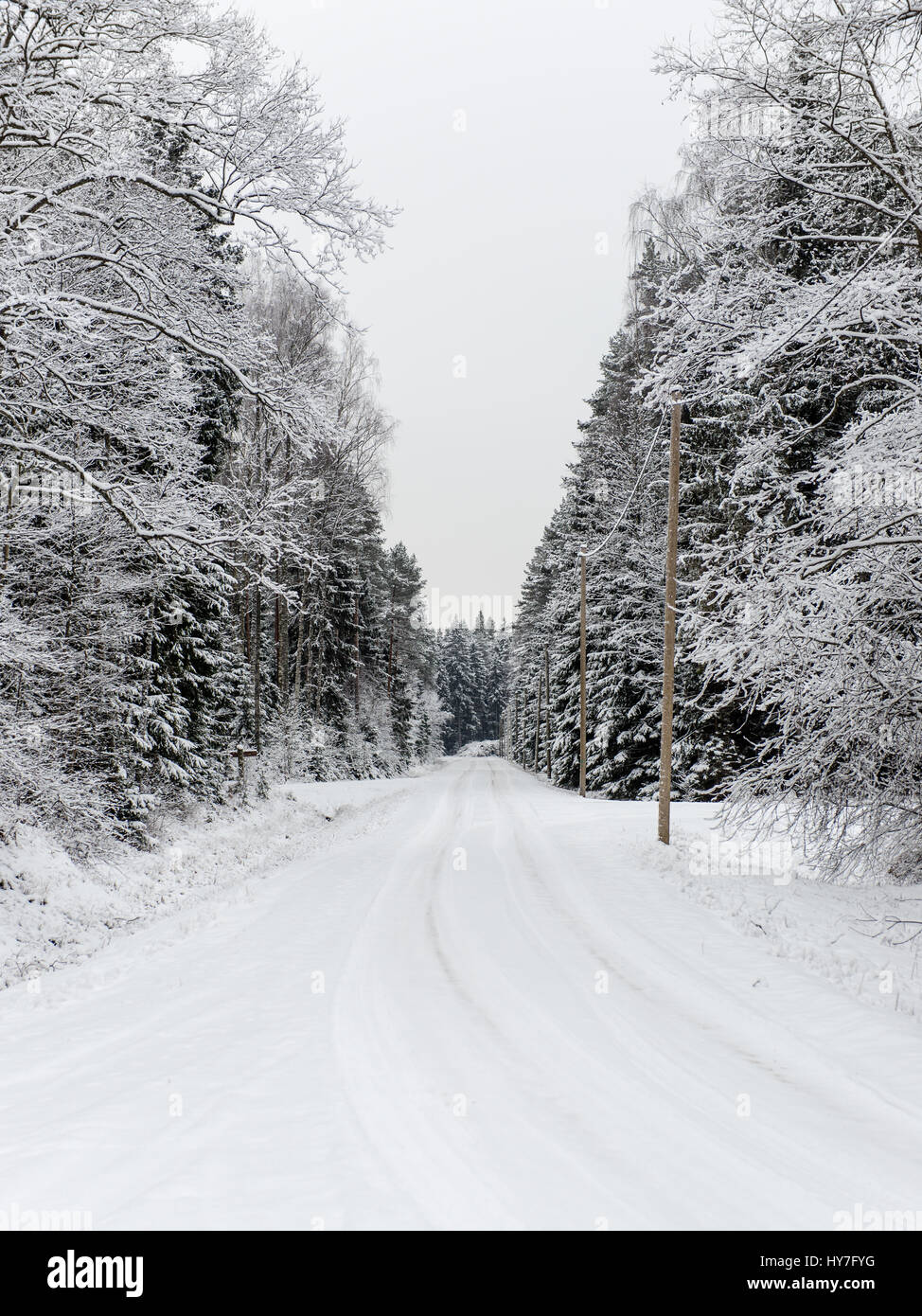 empty road in the countryside with trees in surrounding. perspective in ...