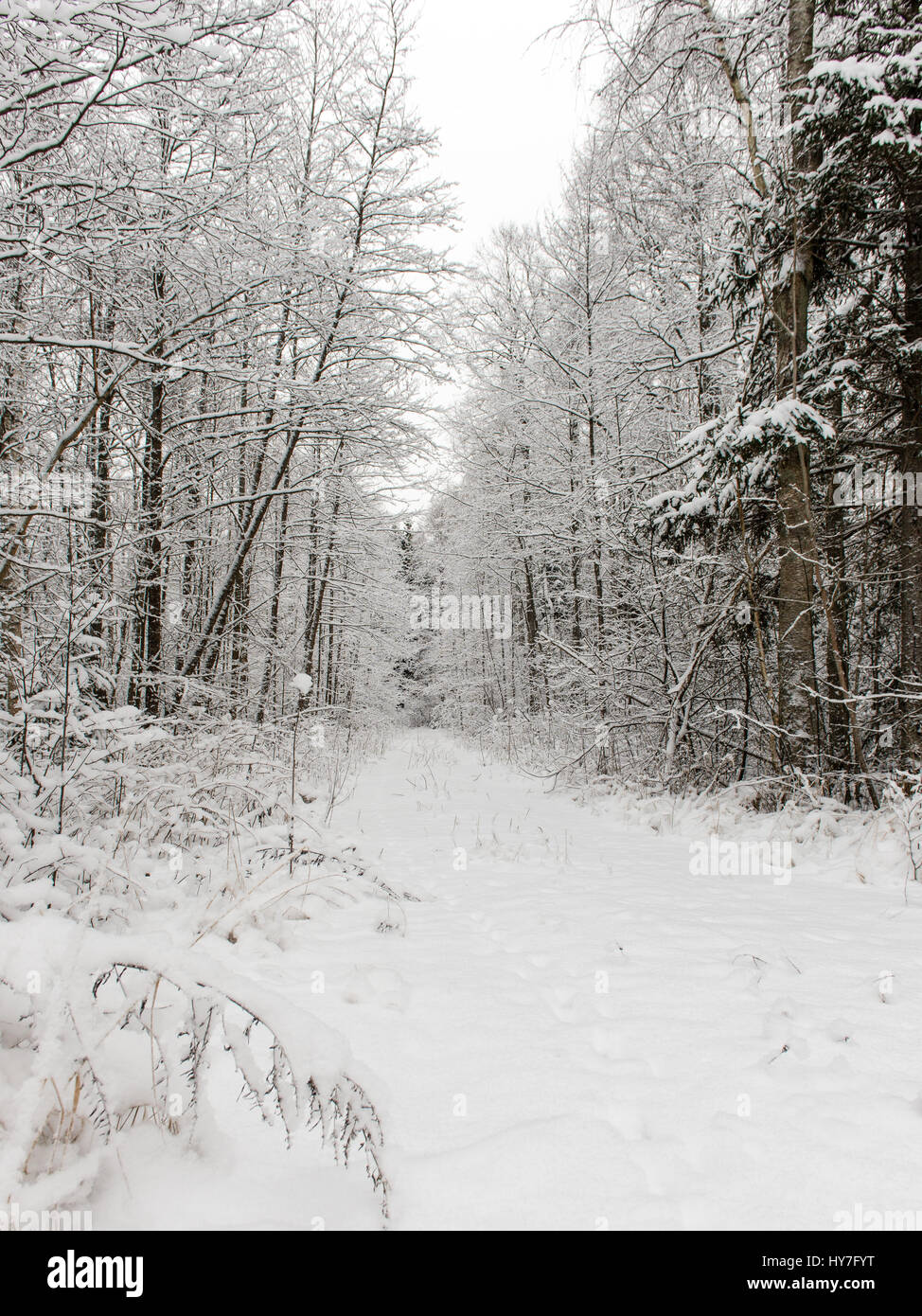 empty road in the countryside with trees in surrounding. perspective in ...