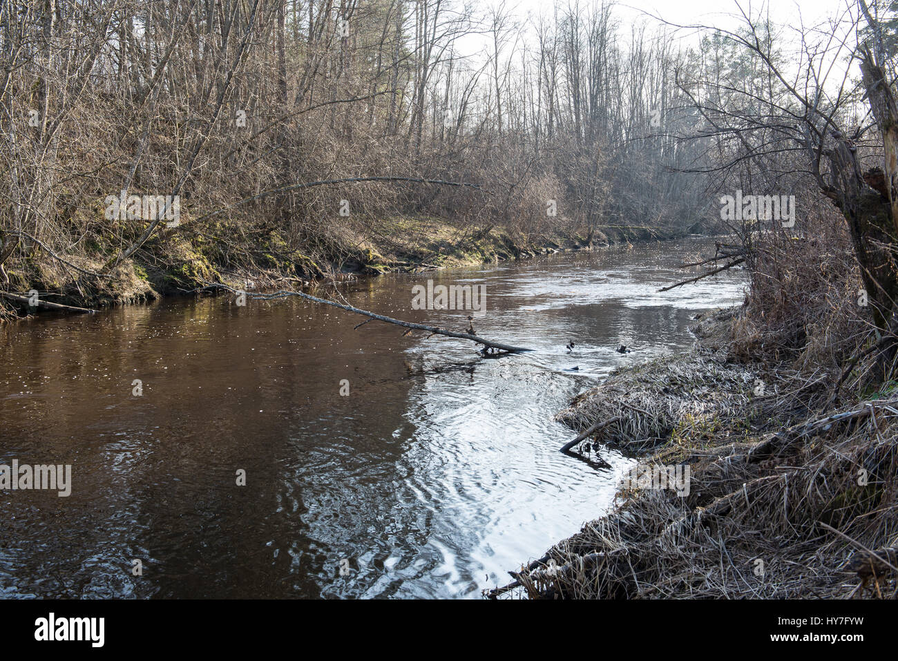 scenic spring colored river in country with trees and reflections Stock ...