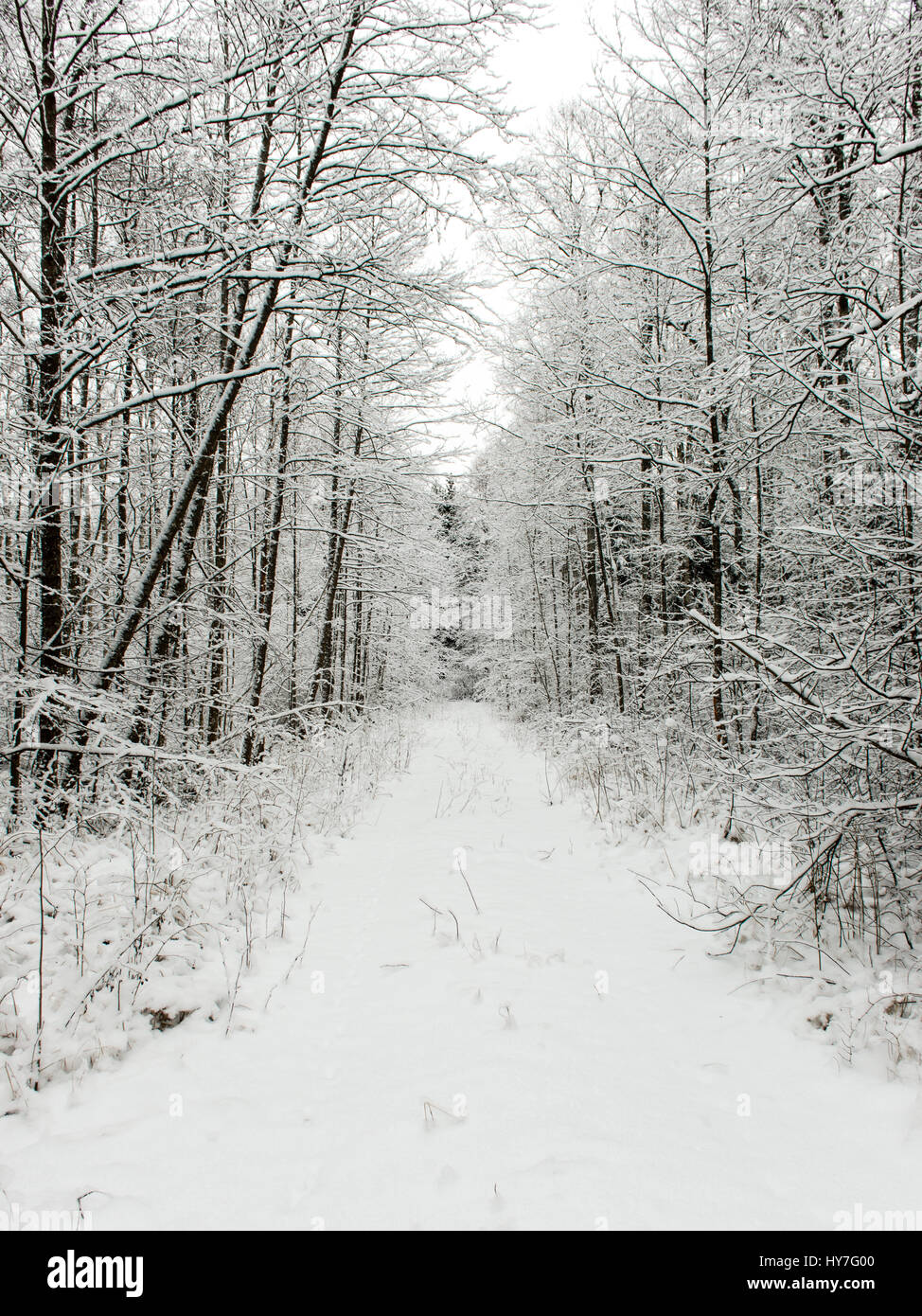empty road in the countryside with trees in surrounding. perspective in ...
