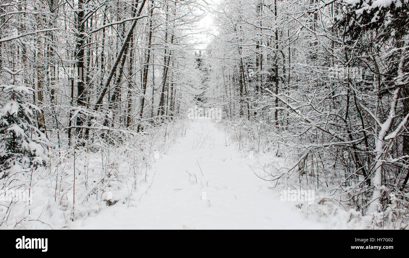 empty road in the countryside with trees in surrounding. perspective in ...