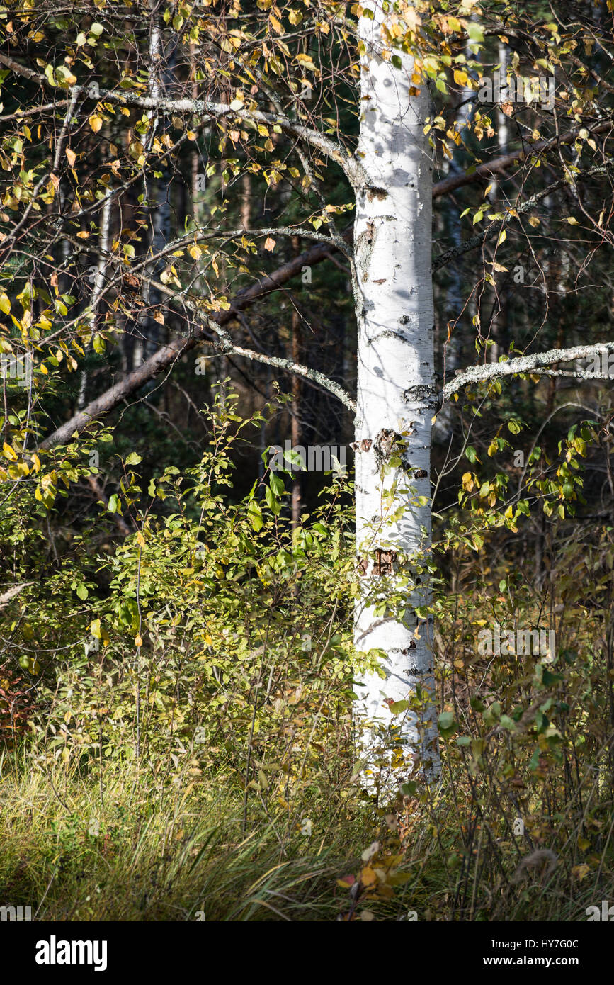 bog landscape with trees in swamp and mist Stock Photo - Alamy