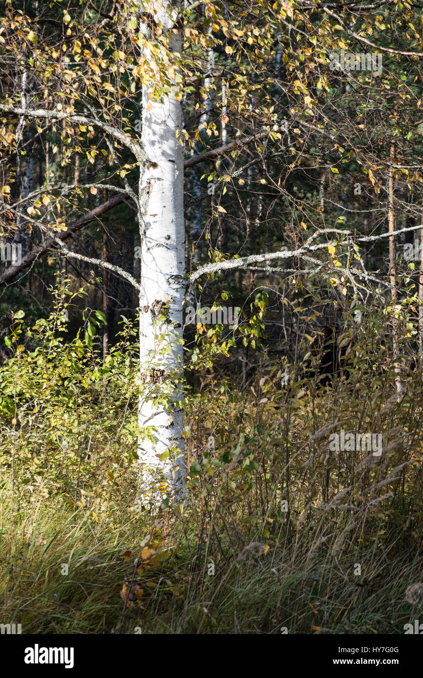 bog landscape with trees in swamp and mist Stock Photo - Alamy