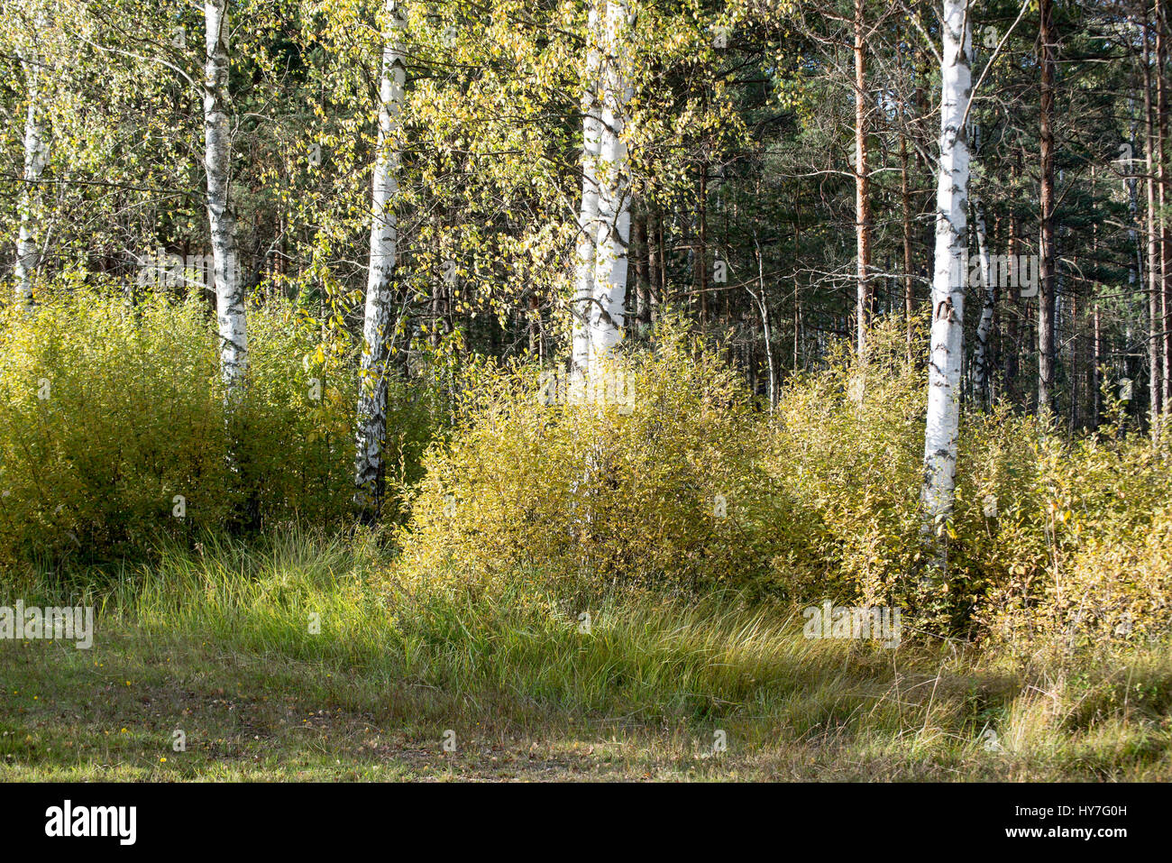 bog landscape with trees in swamp and mist Stock Photo - Alamy