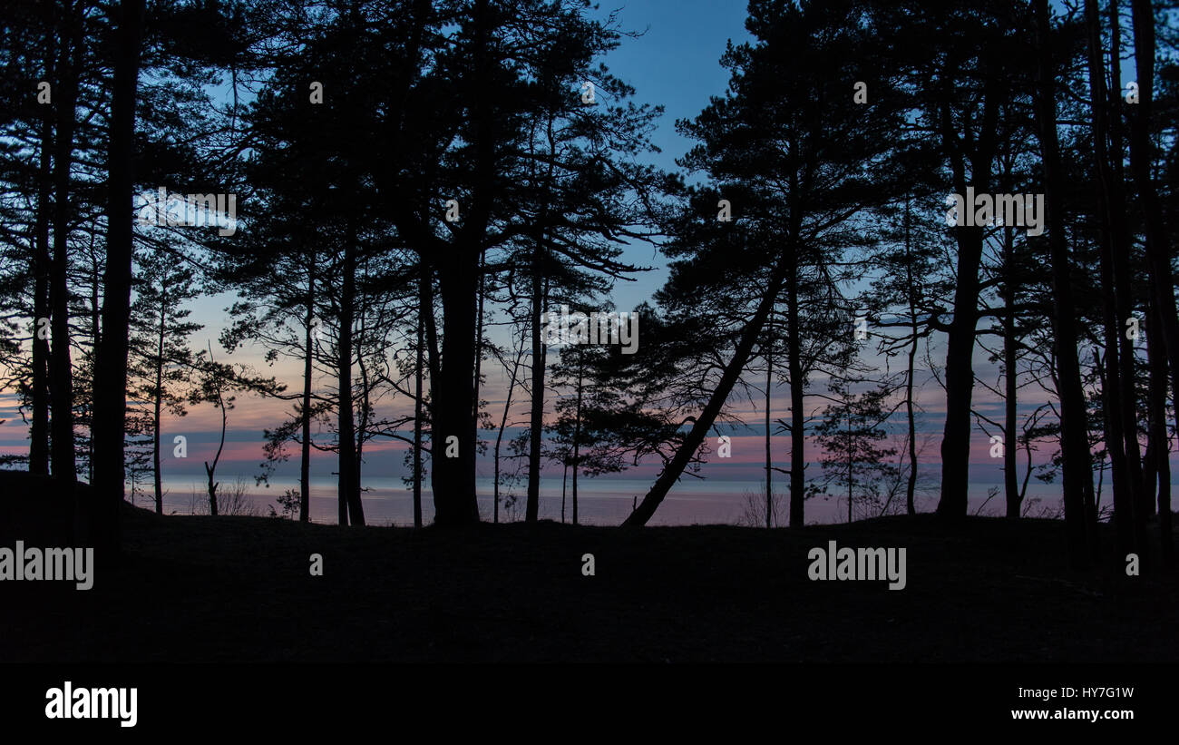 forest textured background of trees and land Stock Photo - Alamy