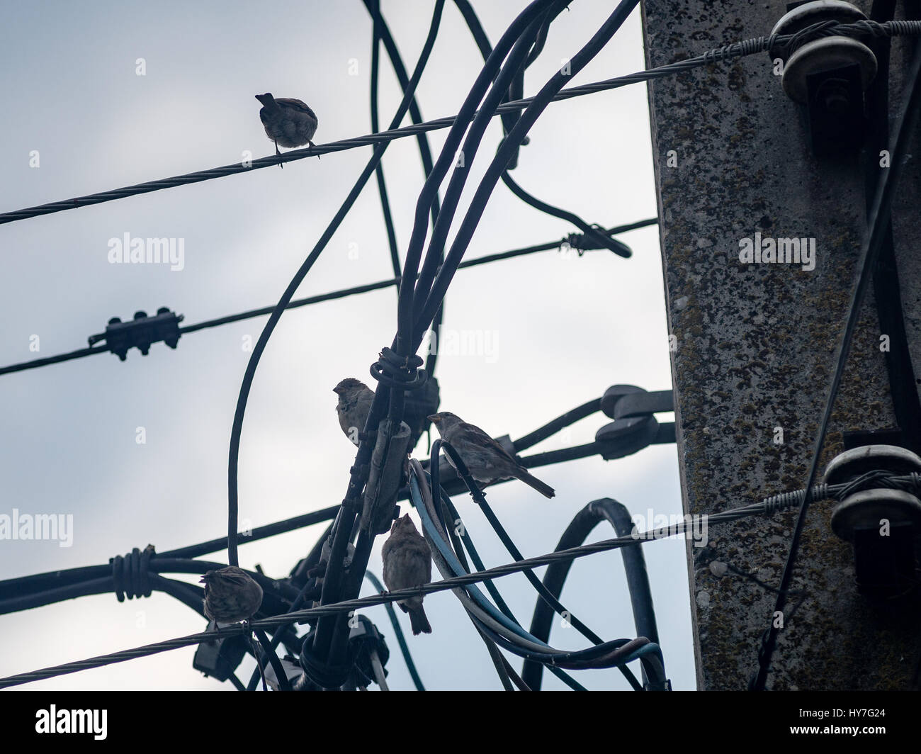 suspicious bird hiding in the electrical wires Stock Photo - Alamy