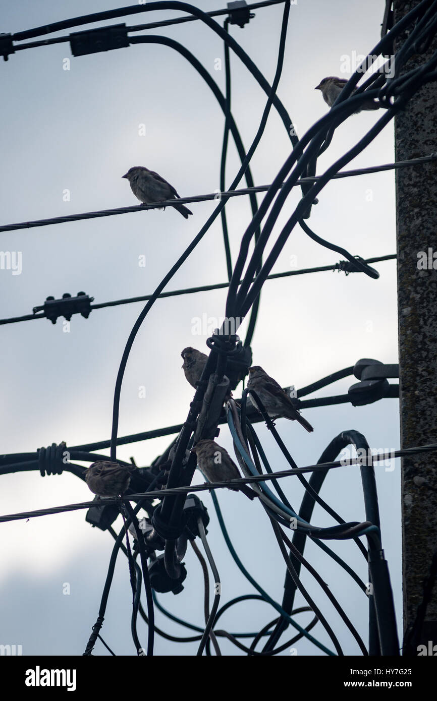 suspicious bird hiding in the electrical wires Stock Photo - Alamy