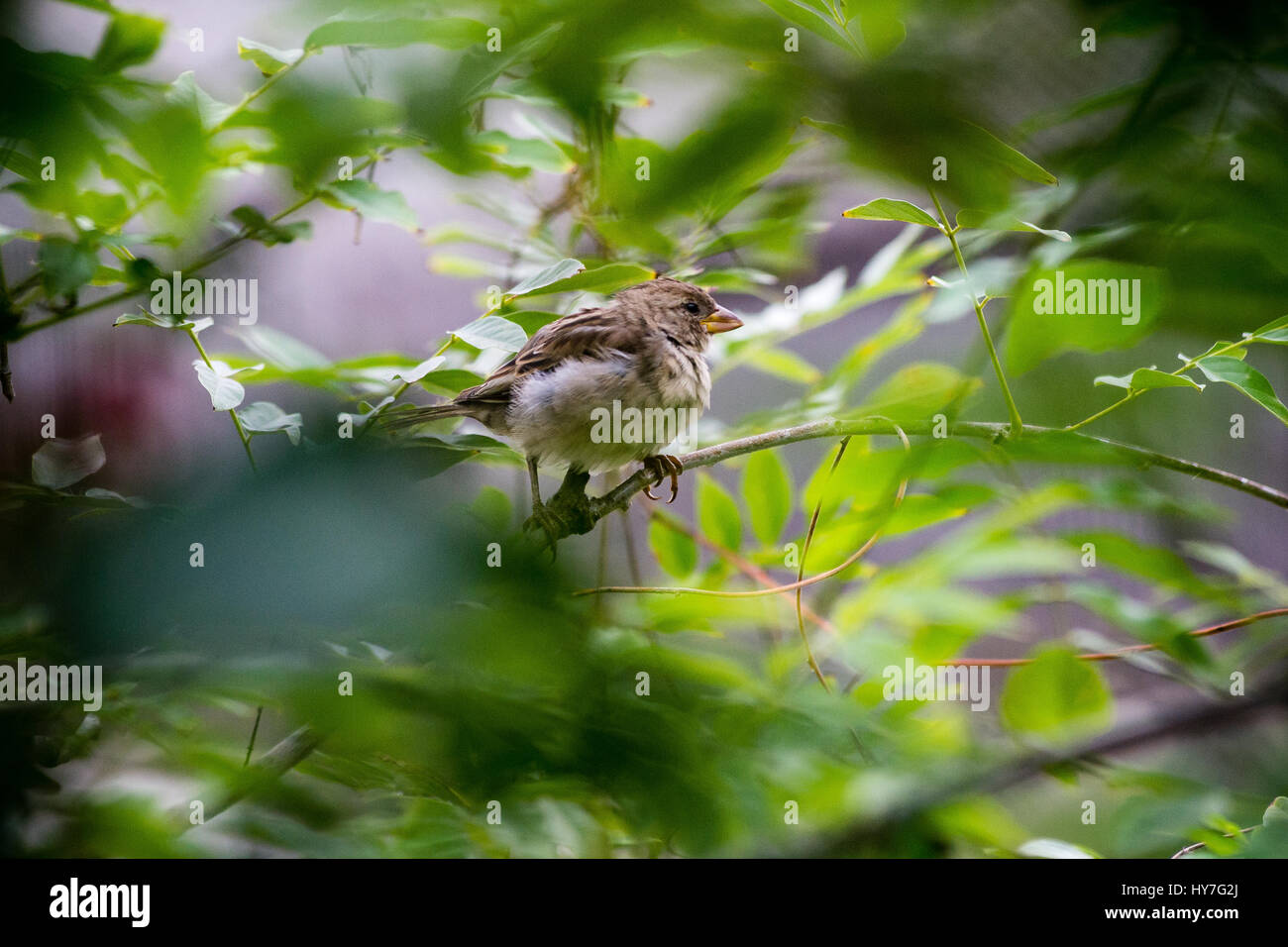 suspicious bird hiding in the bushes in summer Stock Photo - Alamy