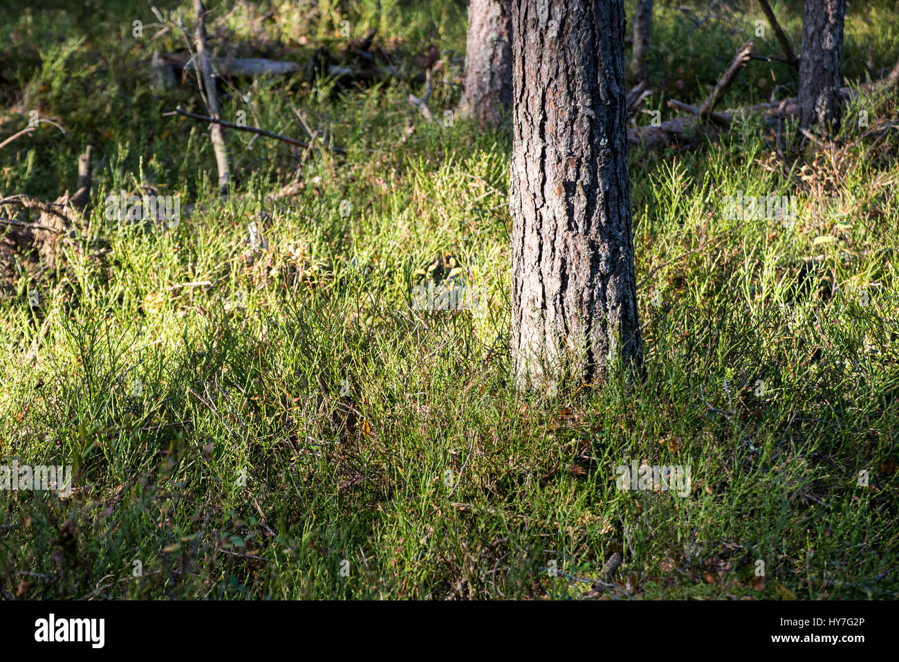 bog landscape with trees in swamp and mist Stock Photo - Alamy