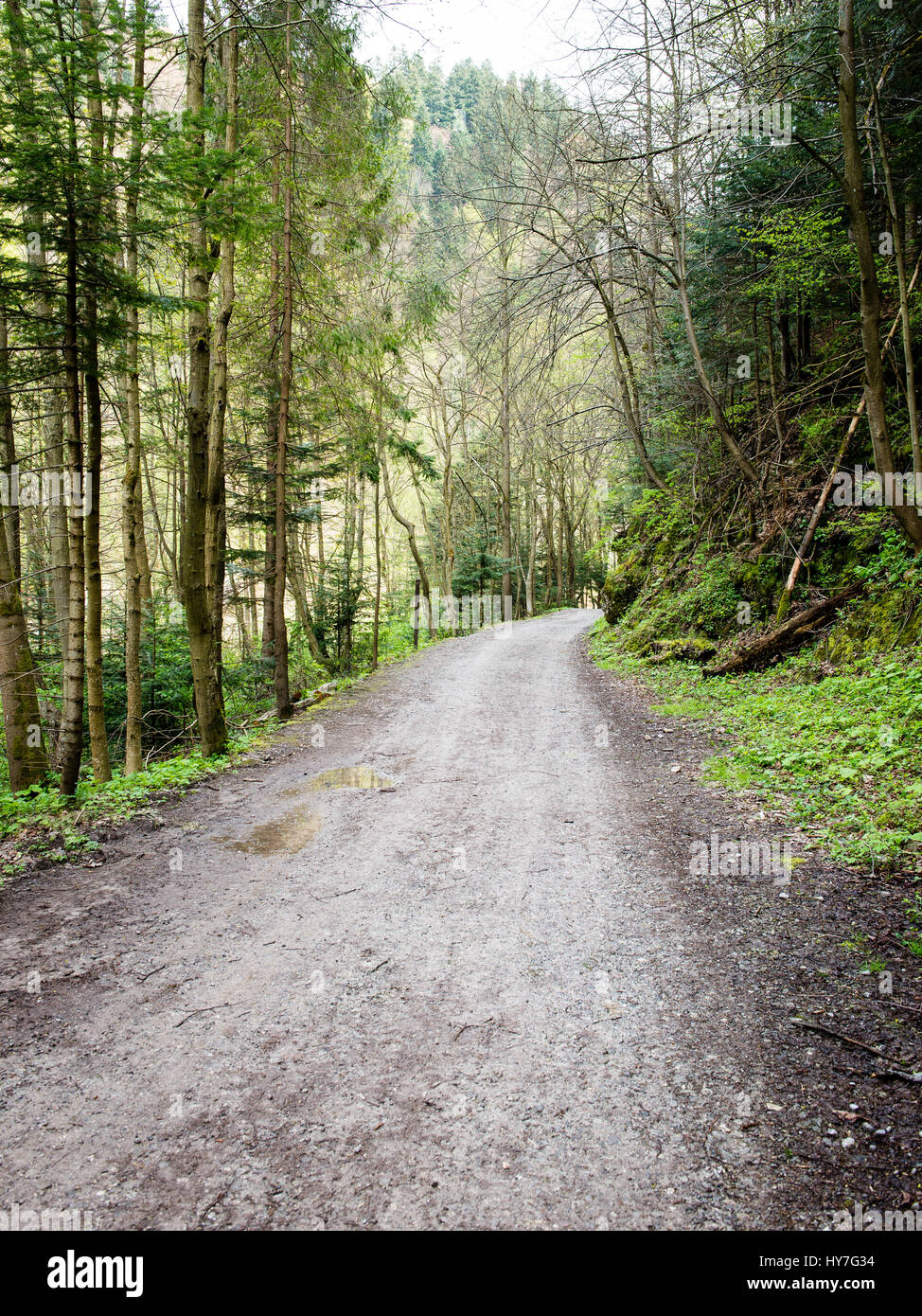 simple country road in summer at countryside with trees around Stock ...