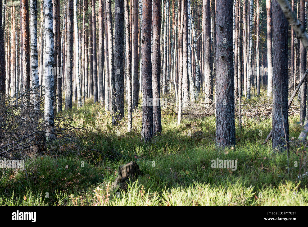 bog landscape with trees in swamp and mist Stock Photo - Alamy