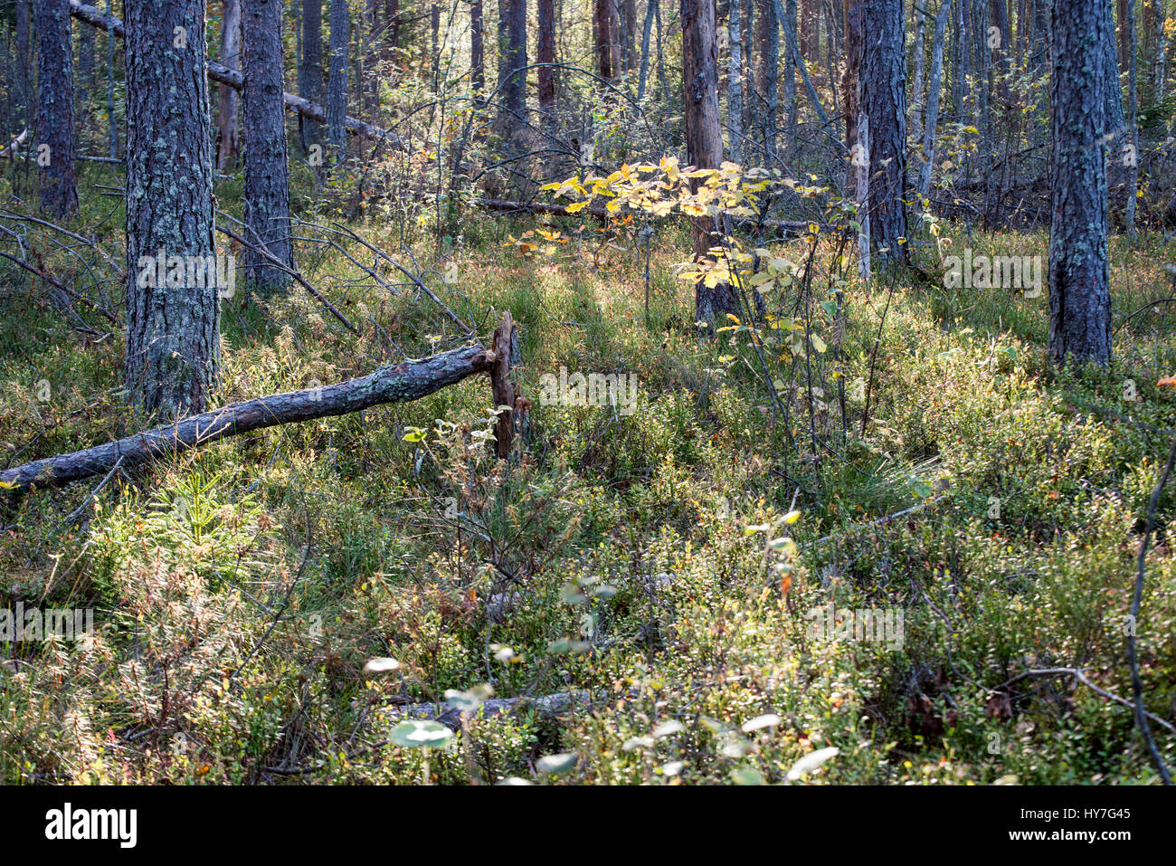 bog landscape with trees in swamp and mist Stock Photo - Alamy
