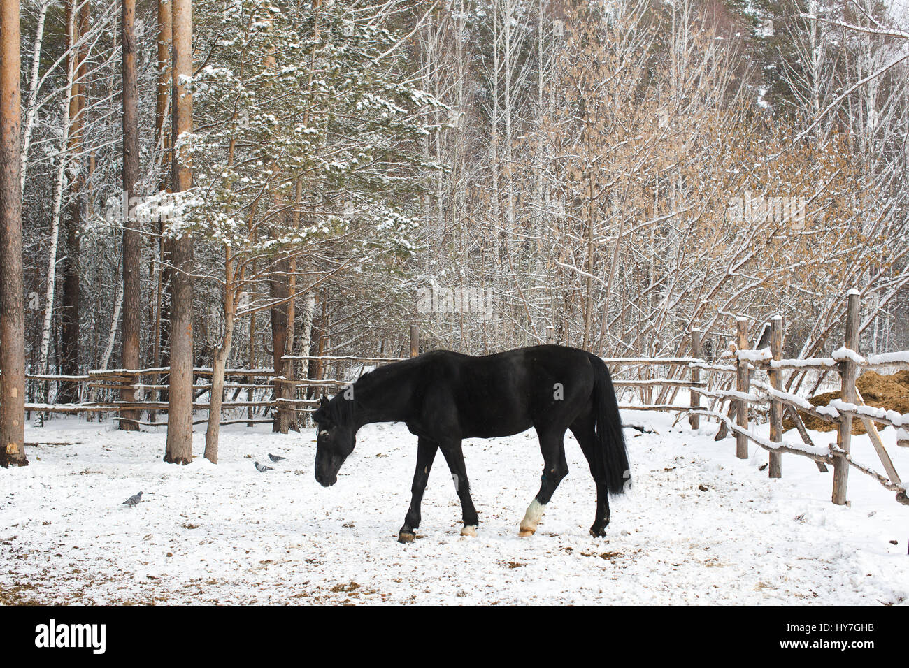Pretty crow hi-res stock photography and images - Alamy