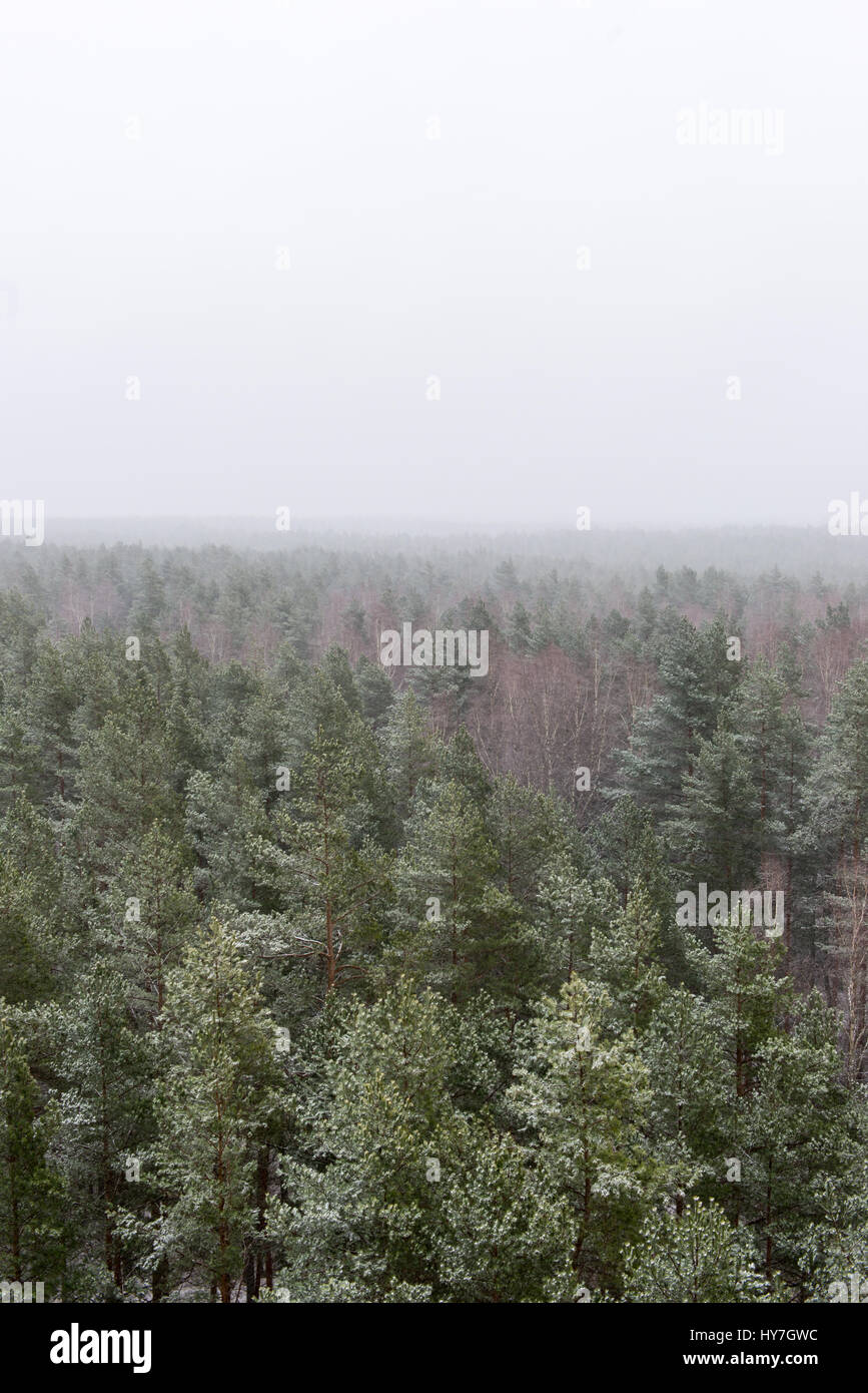 panoramic view of misty forest. far horizon Stock Photo - Alamy