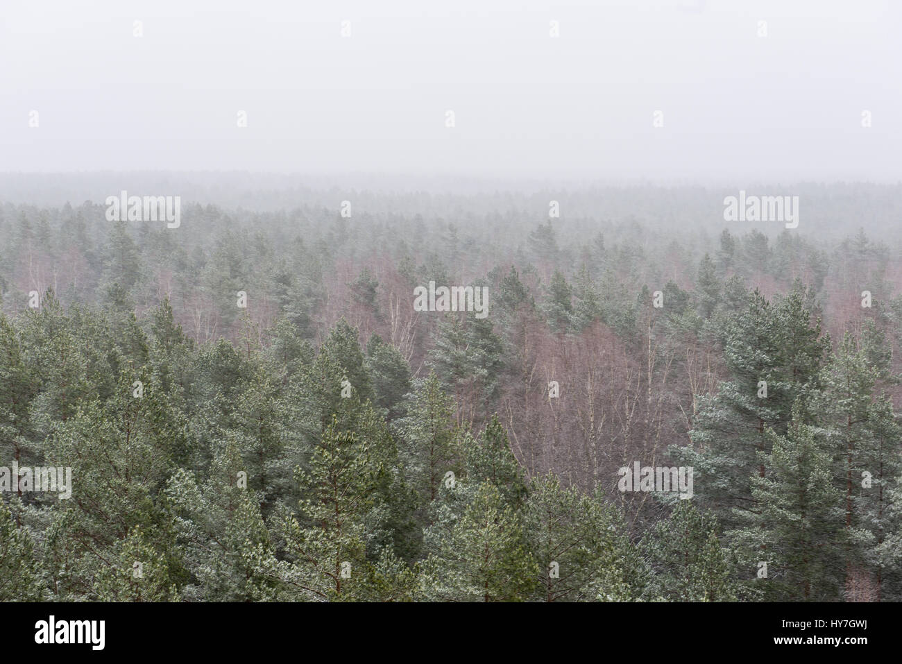panoramic view of misty forest. far horizon Stock Photo - Alamy