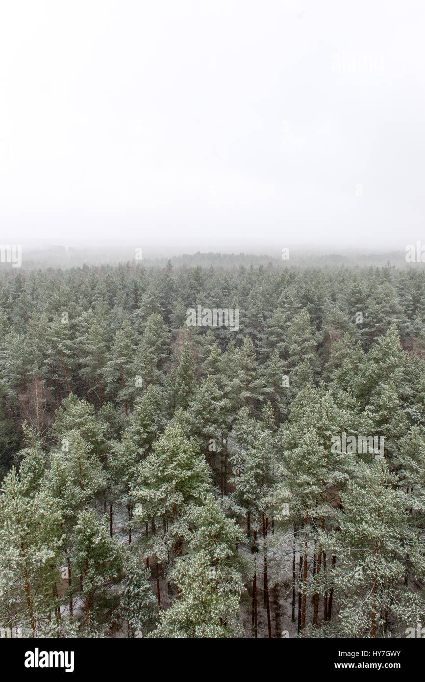 panoramic view of misty forest. far horizon Stock Photo - Alamy