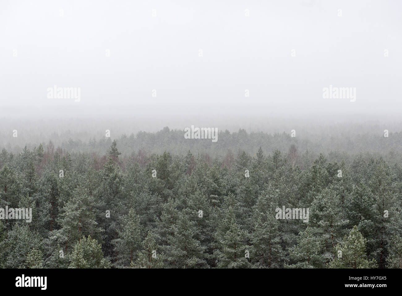 panoramic view of misty forest. far horizon Stock Photo - Alamy