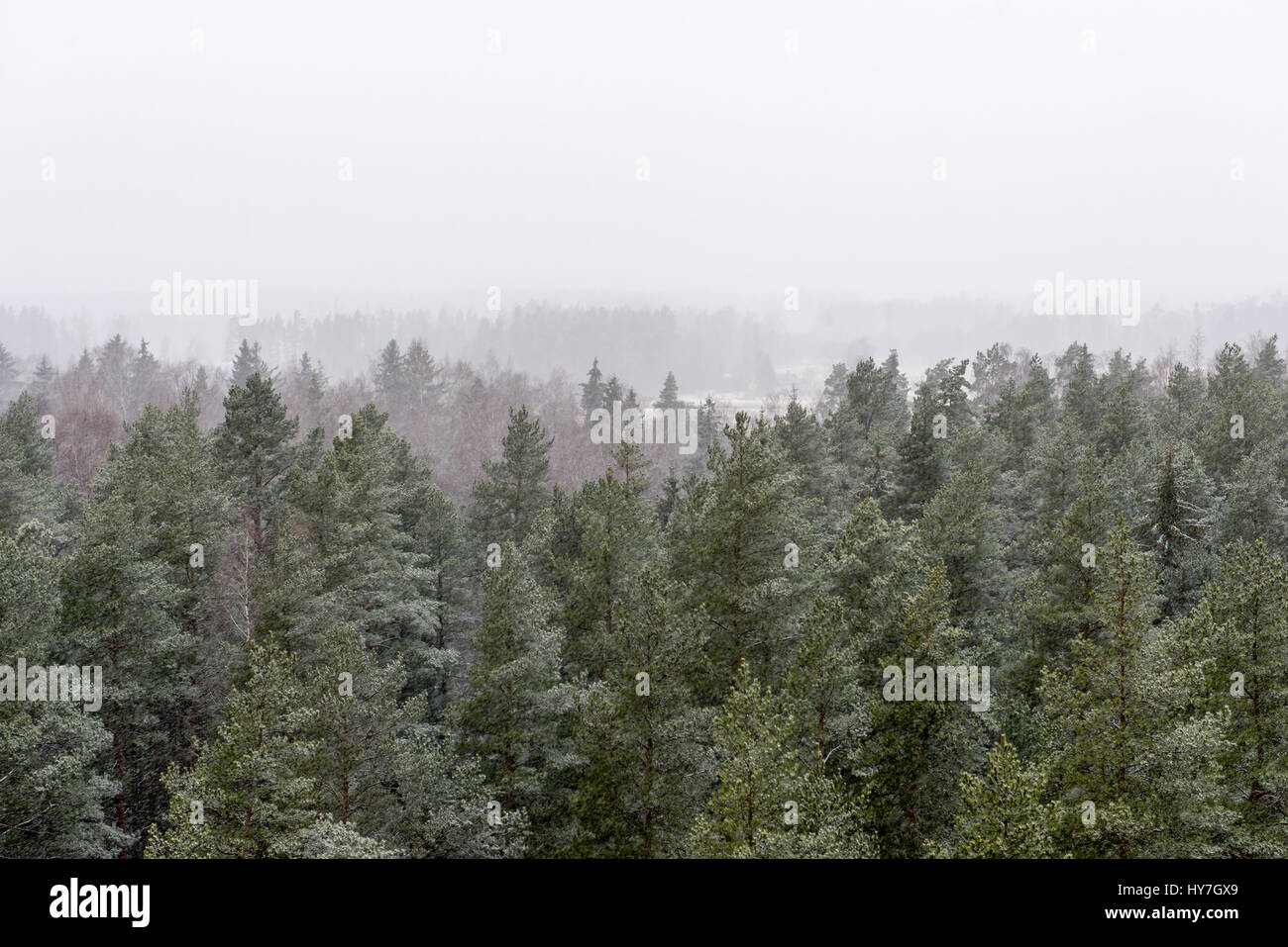 panoramic view of misty forest. far horizon Stock Photo - Alamy