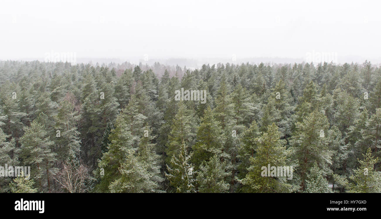 panoramic view of misty forest. far horizon Stock Photo - Alamy
