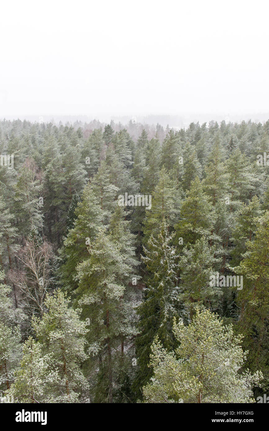 panoramic view of misty forest. far horizon Stock Photo - Alamy