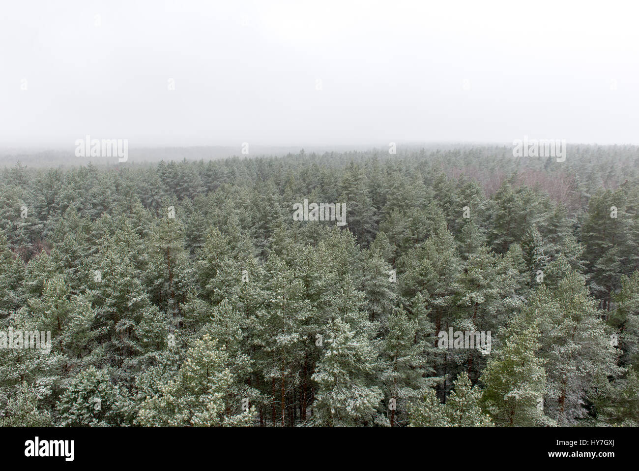 panoramic view of misty forest. far horizon Stock Photo - Alamy