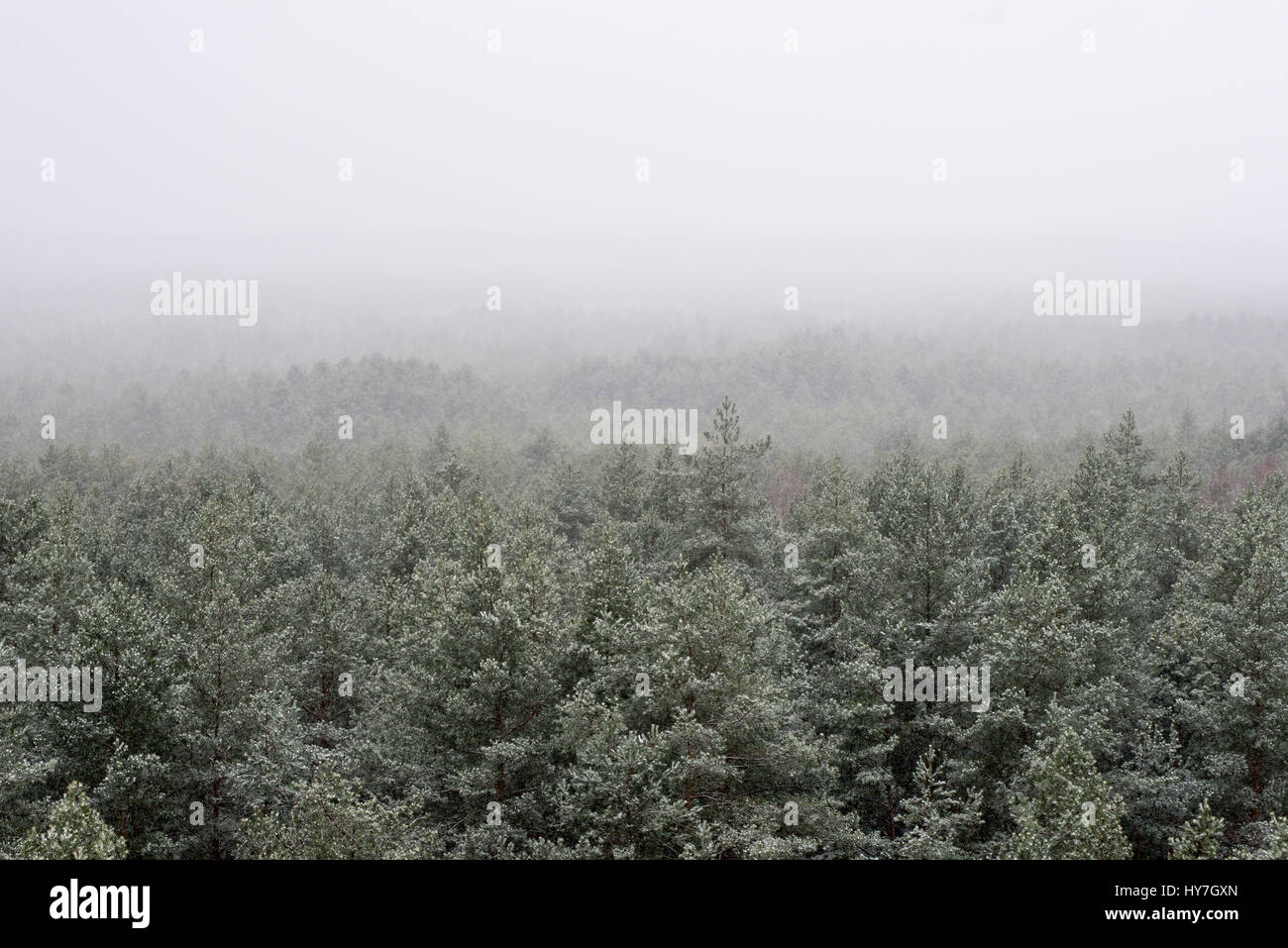 panoramic view of misty forest. far horizon Stock Photo - Alamy