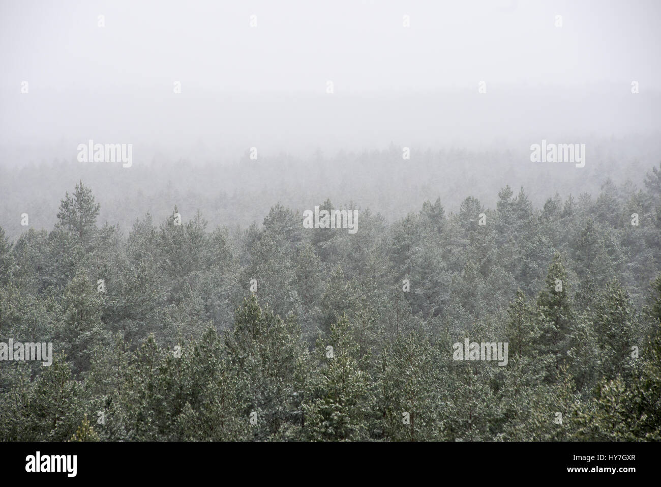 panoramic view of misty forest. far horizon Stock Photo - Alamy