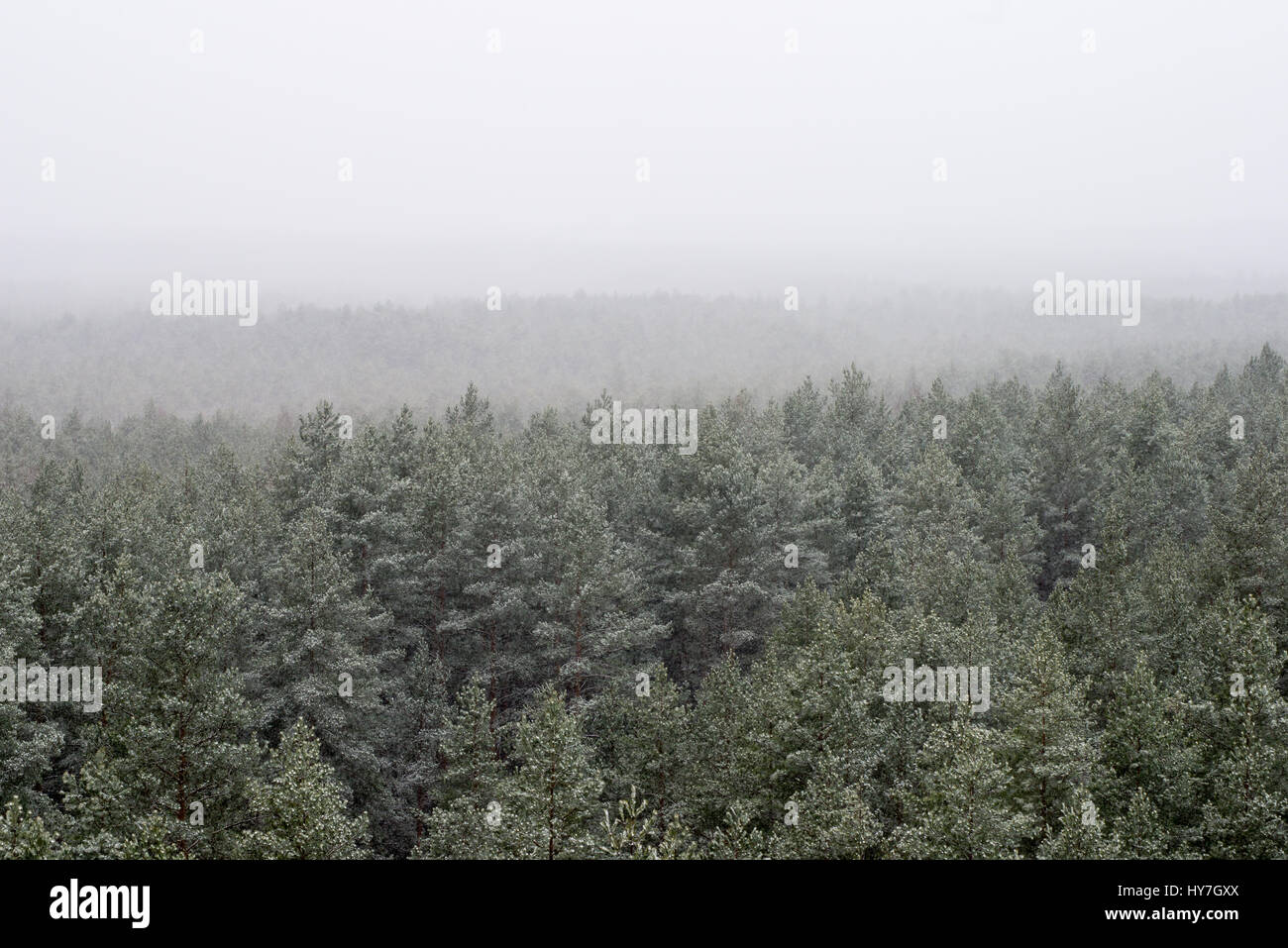 panoramic view of misty forest. far horizon Stock Photo - Alamy