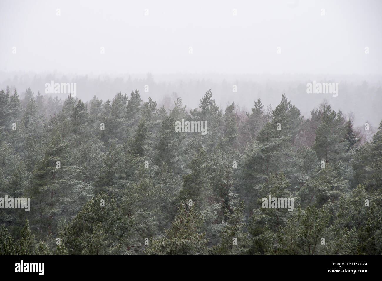 panoramic view of misty forest. far horizon Stock Photo - Alamy