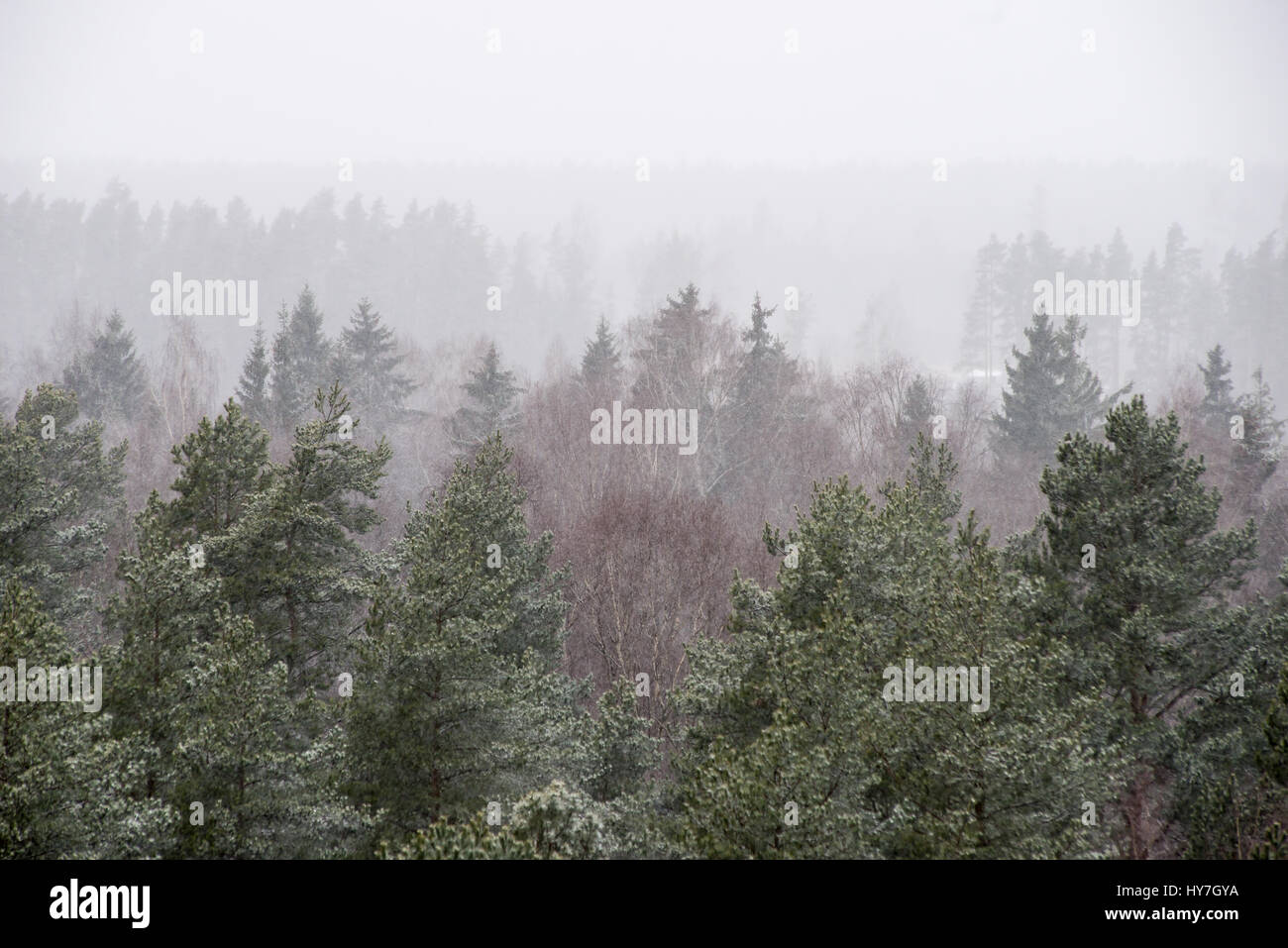 panoramic view of misty forest. far horizon Stock Photo - Alamy