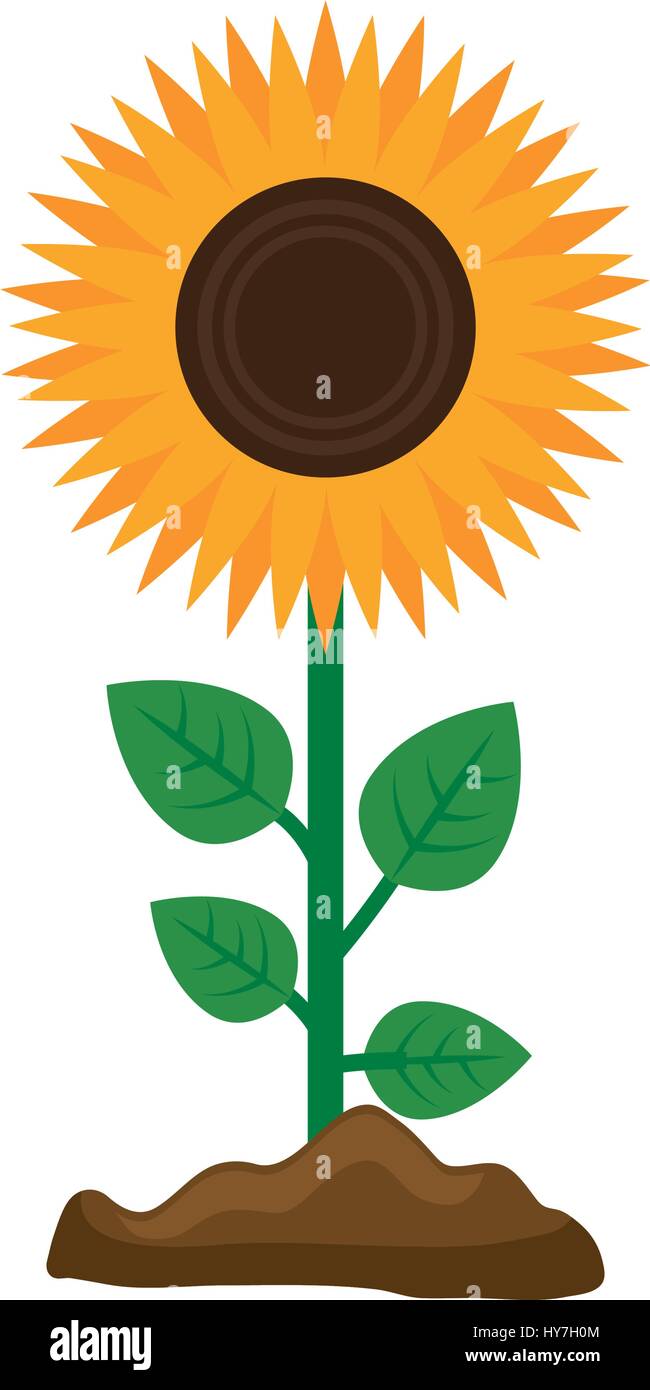 beautiful sunflowers icon over white background. colorful design ...