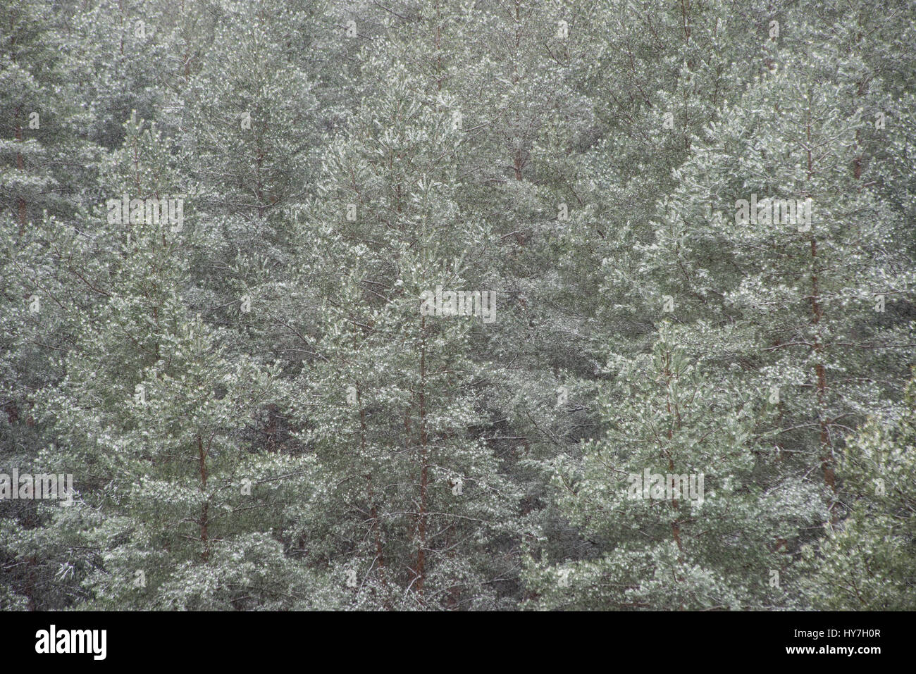 panoramic view of misty forest. far horizon Stock Photo - Alamy
