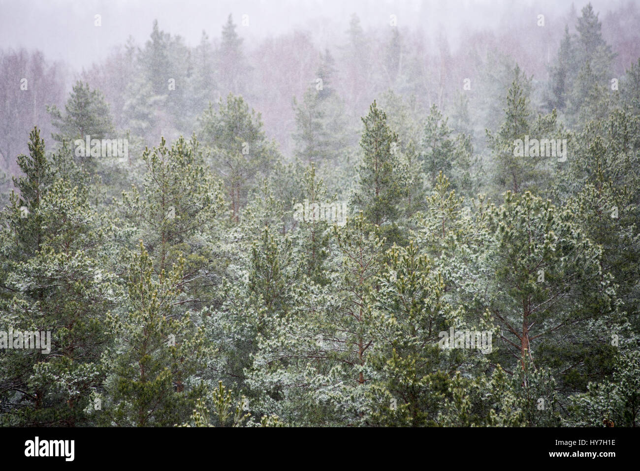 panoramic view of misty forest. far horizon Stock Photo - Alamy