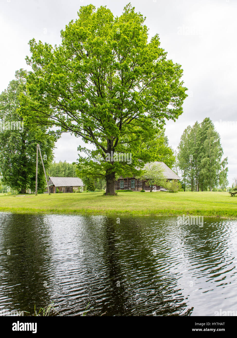 country house with pond and oak trees in green summertime Stock Photo ...