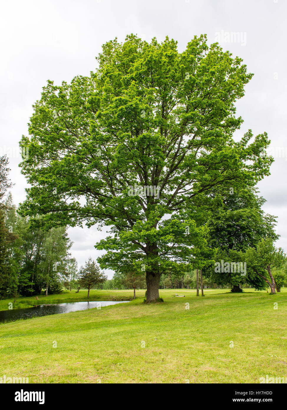 oak trees with pond in green summertime Stock Photo - Alamy