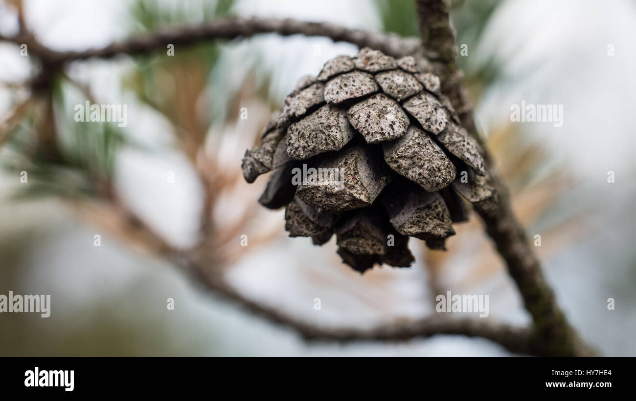 Branch with cones. Larix leptolepis Stock Photo - Alamy