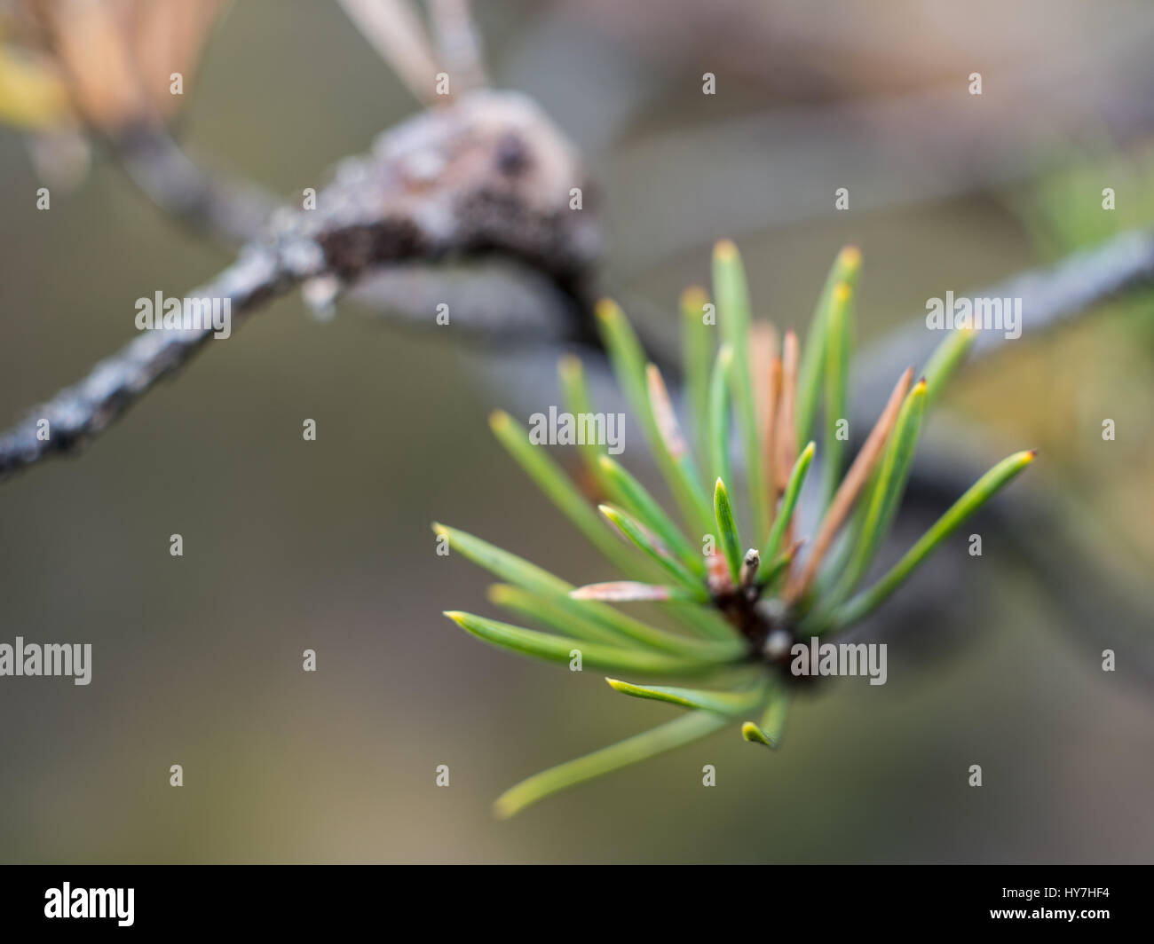 Branch with cones. Larix leptolepis Stock Photo - Alamy
