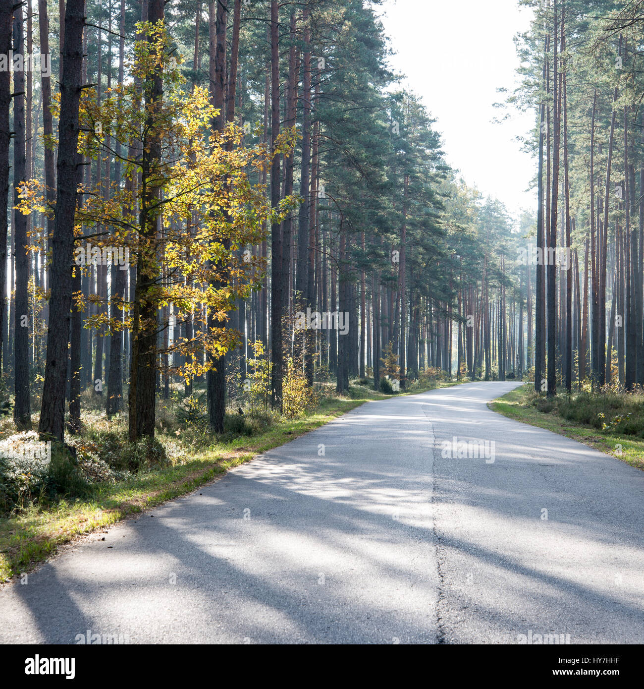 Morning sun beams over autumn road in the country Stock Photo - Alamy