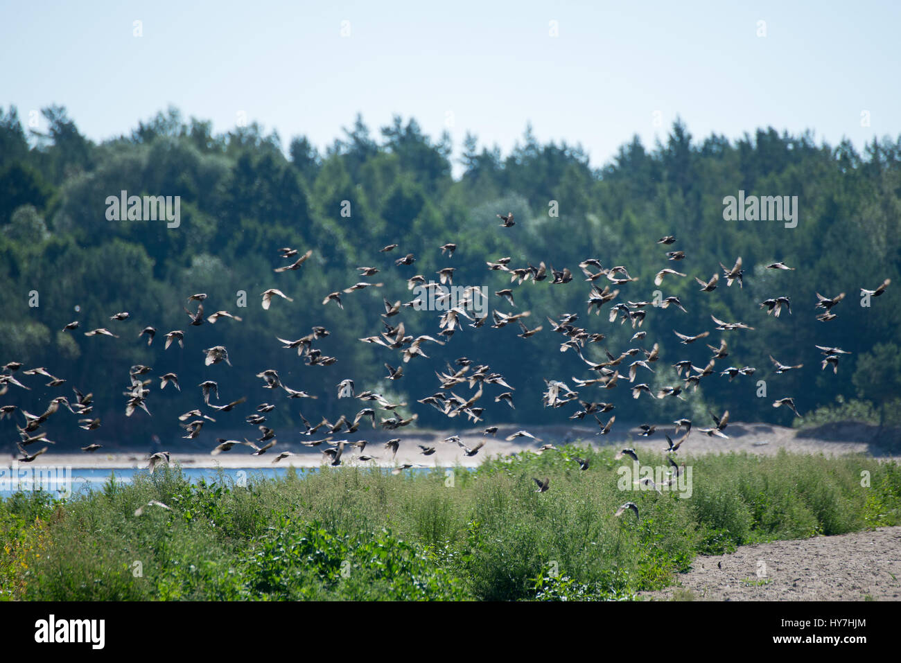 birds on the beach flying Stock Photo - Alamy