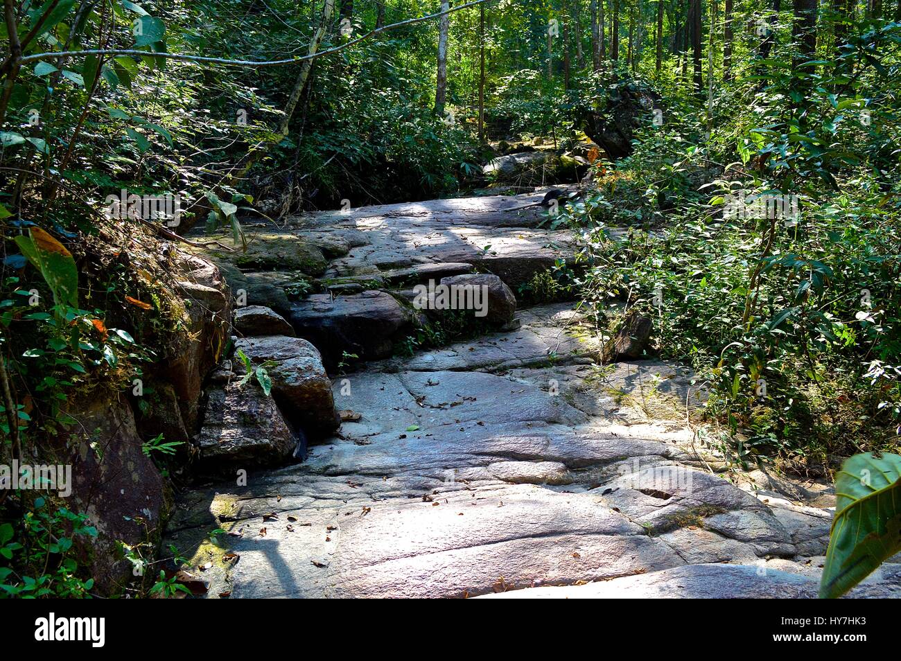 Jungle flora hi-res stock photography and images - Alamy